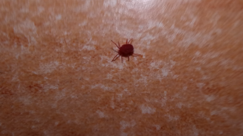 Acaba nedir nedir ? Ss li | DonanımHaber Forum